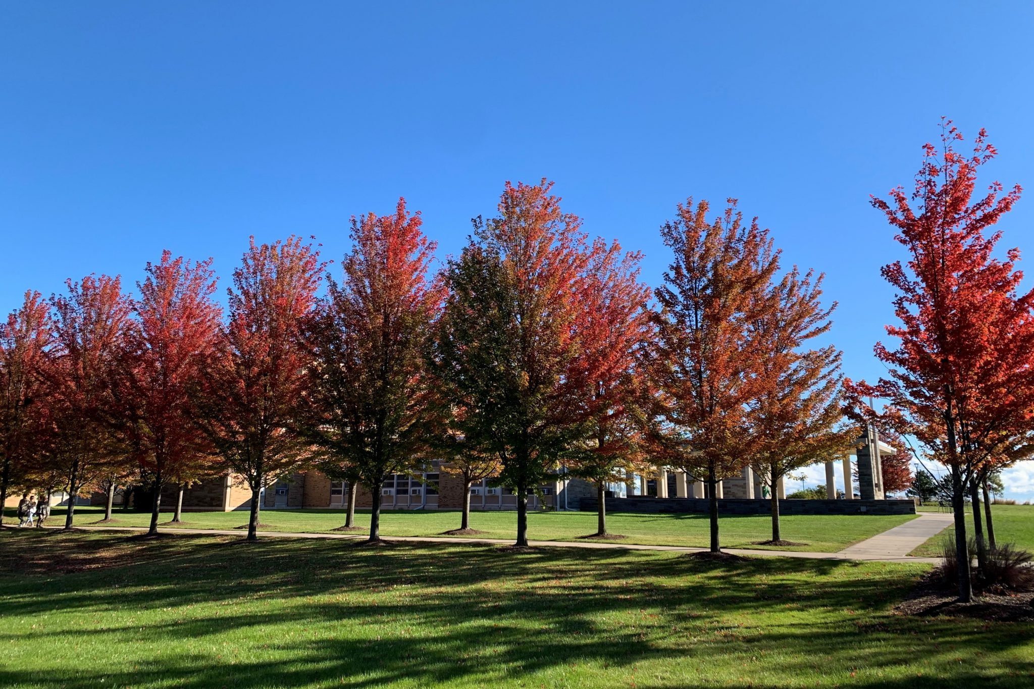 In appreciation of Concordia's trees