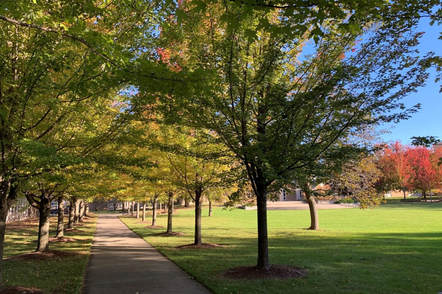 In appreciation of Concordia's trees