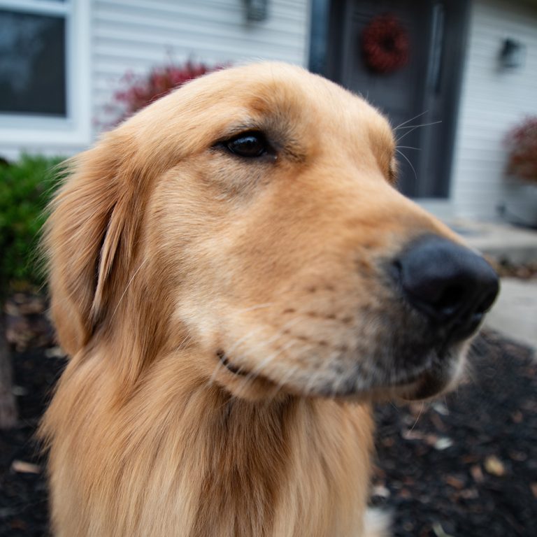 Exceptionally handsome very good boy joins CUW comfort staff